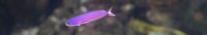 10 Best Small Freshwater Fish for Small Tank | PetButty