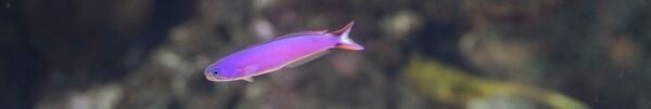 10 Best Small Freshwater Fish for Small Tank | PetButty