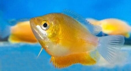 10 Best Small Freshwater Fish for Small Tank | PetButty