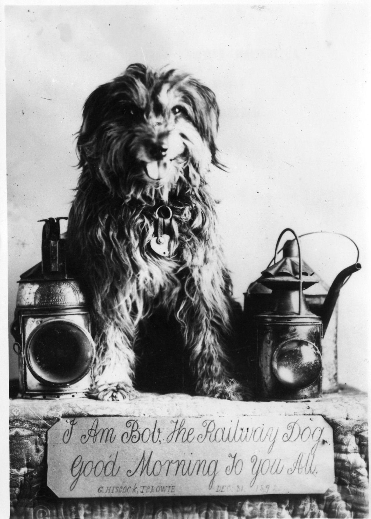15 Most Famous dogs of all time | PetButty