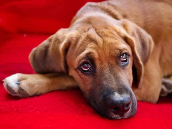 Dog Eye Infection Symptoms, Treatment, and Prevention | PetButty
