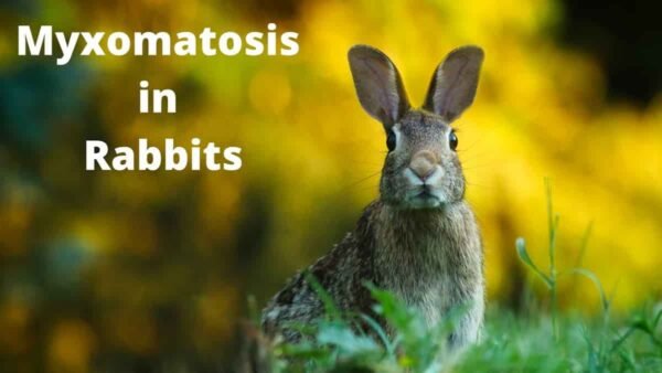Myxomatosis in Rabbits - Symptoms & Treatment | PetButty