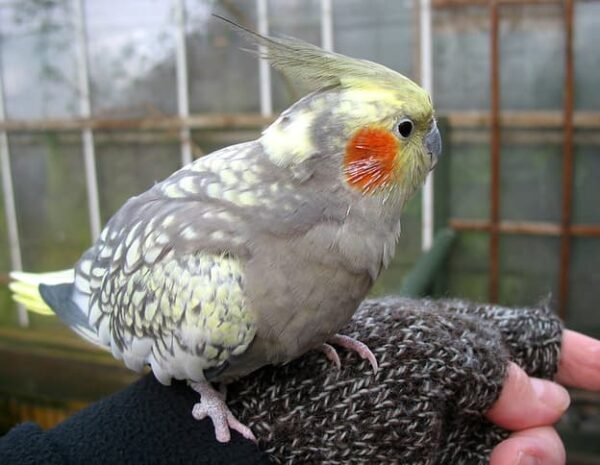 Cockatiel Bird Care, Diet,and Handling | PetButty