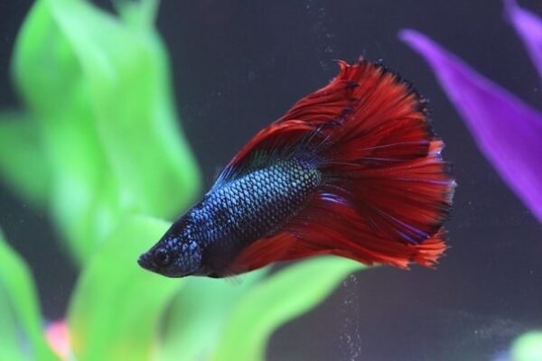 Male Betta Fish: Facts and Behavioral Pattern | PetButty