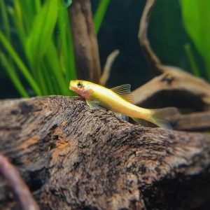 Best Types of Algae Eaters For Freshwater Aquarium | PetButty